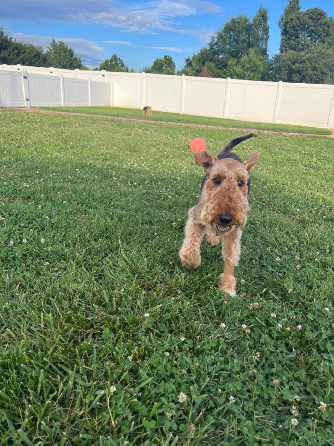 Spalding Farms Only Paws Luxury Resort And Spa | Paw Partner