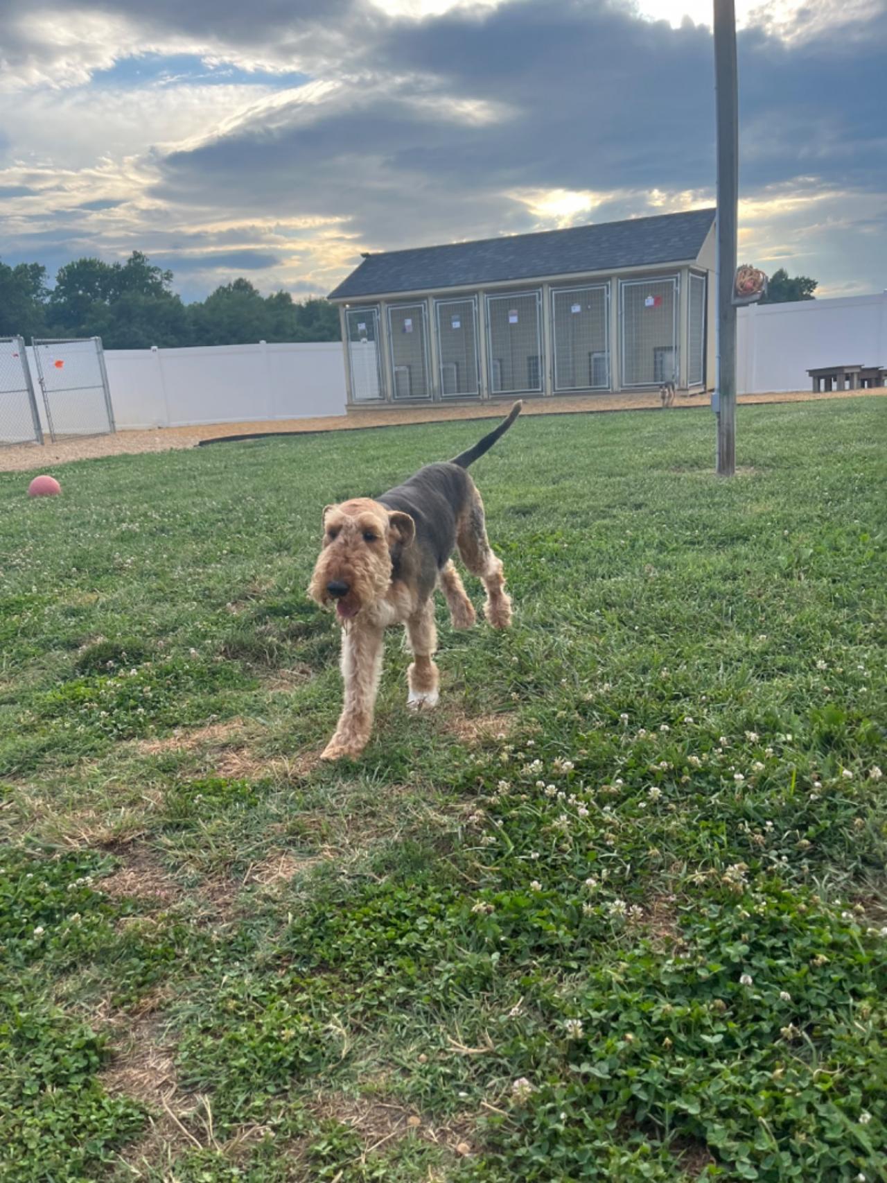 Spalding Farms Only Paws Luxury Resort And Spa | Paw Partner