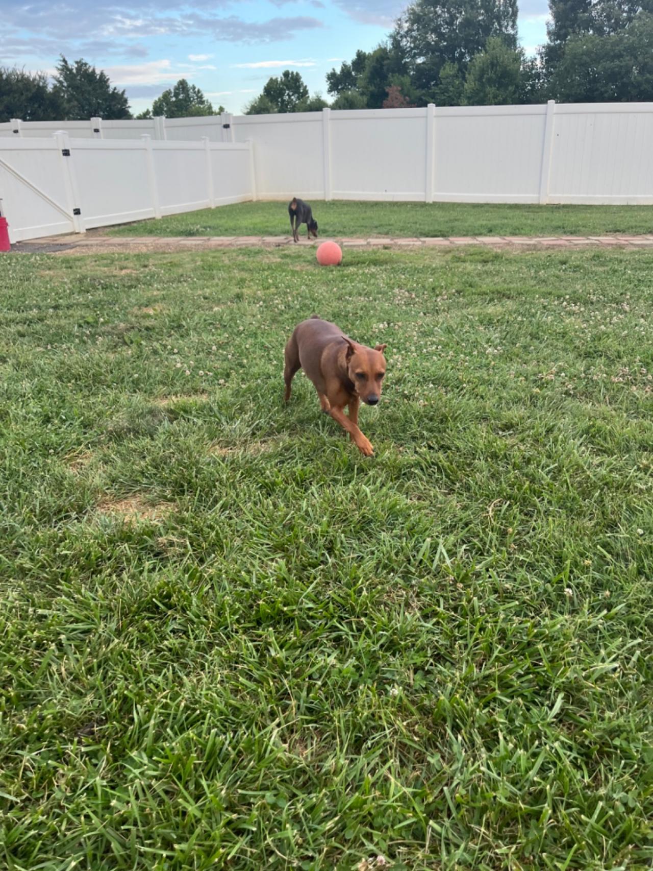 Spalding Farms Only Paws Luxury Resort And Spa | Paw Partner