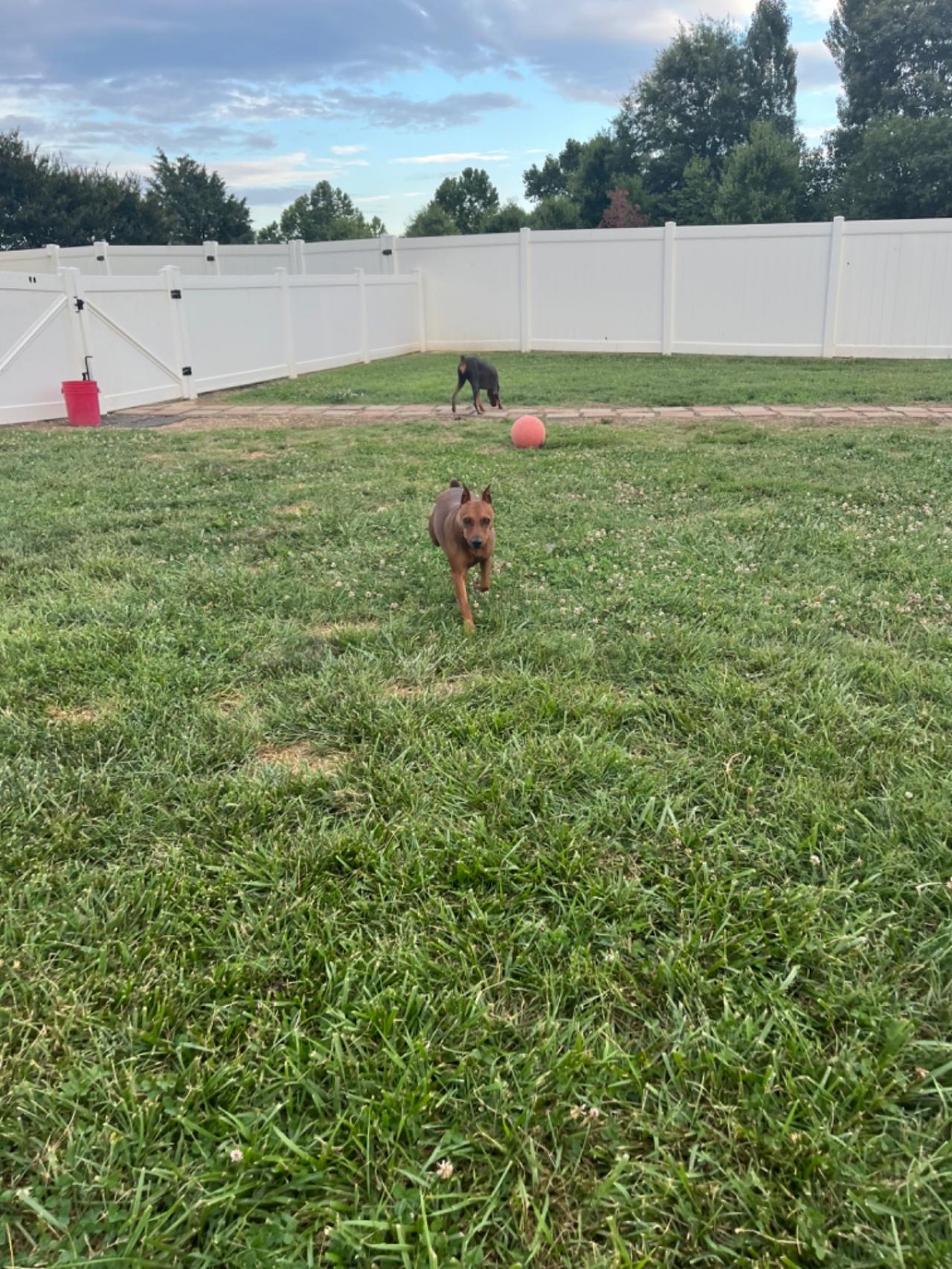 Spalding Farms Only Paws Luxury Resort And Spa | Paw Partner