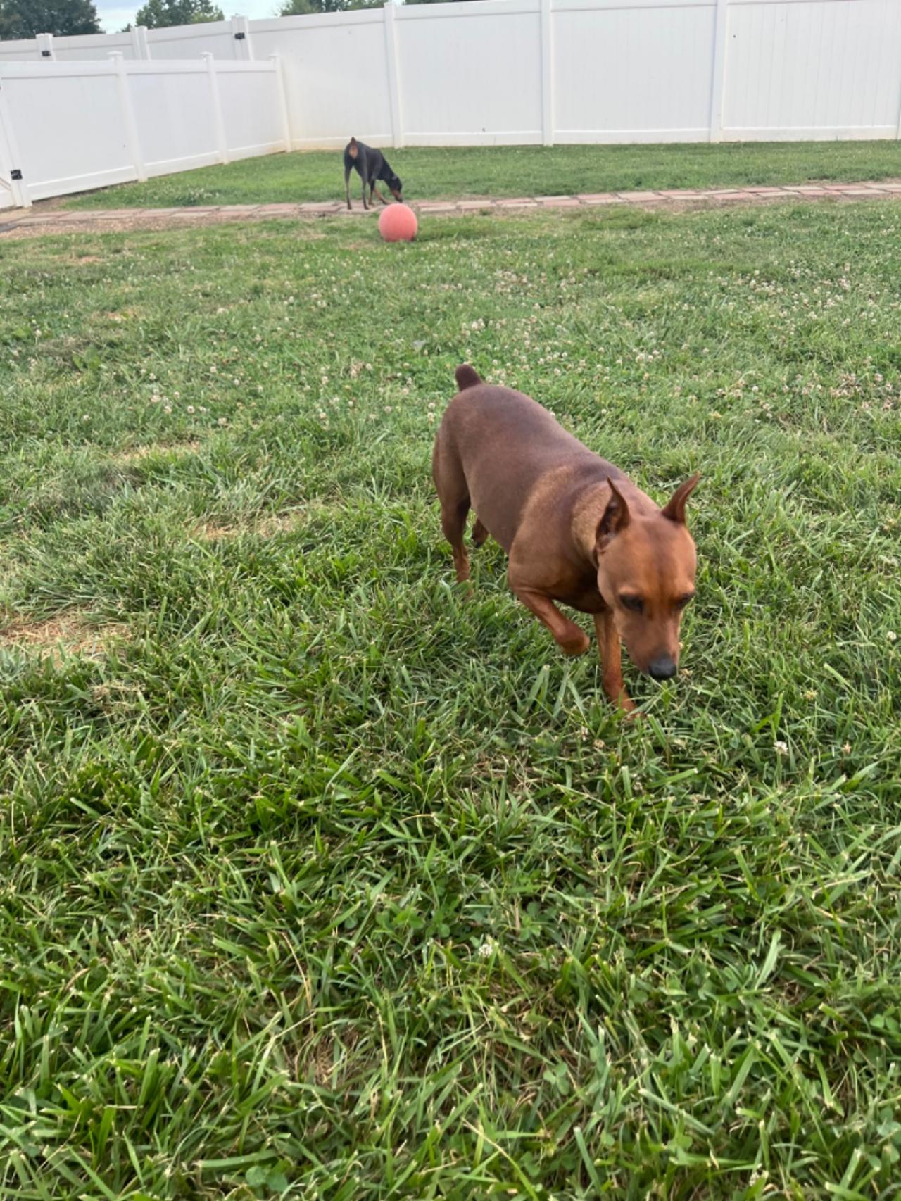 Spalding Farms Only Paws Luxury Resort And Spa | Paw Partner