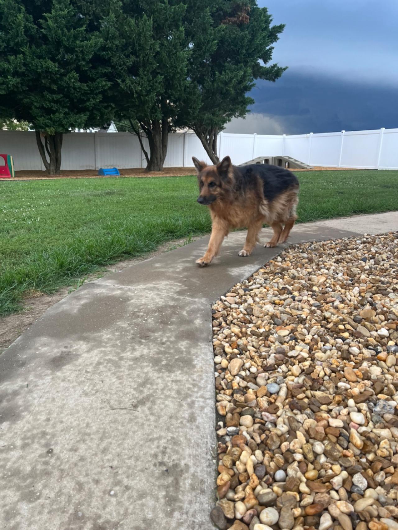 Spalding Farms Only Paws Luxury Resort And Spa | Paw Partner