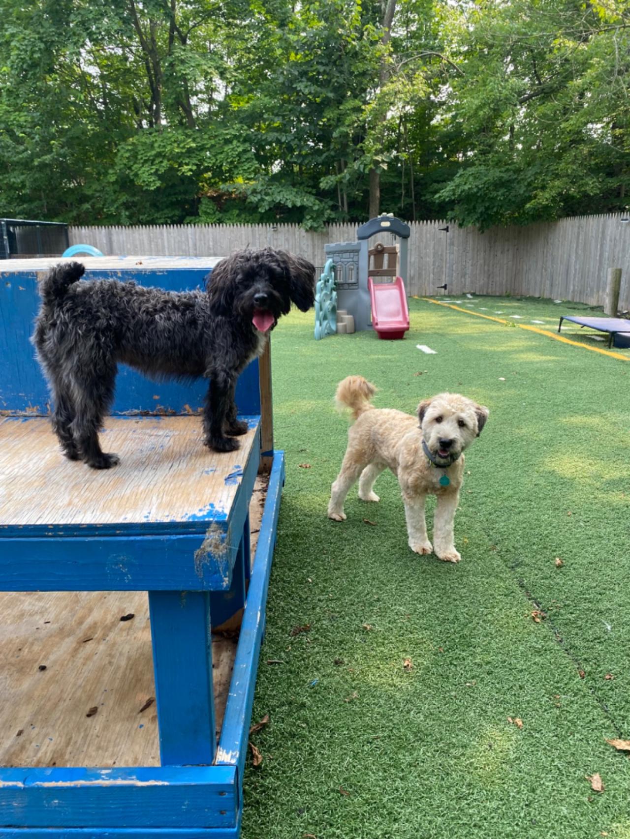 Unleashed Dog Solutions | Paw Partner