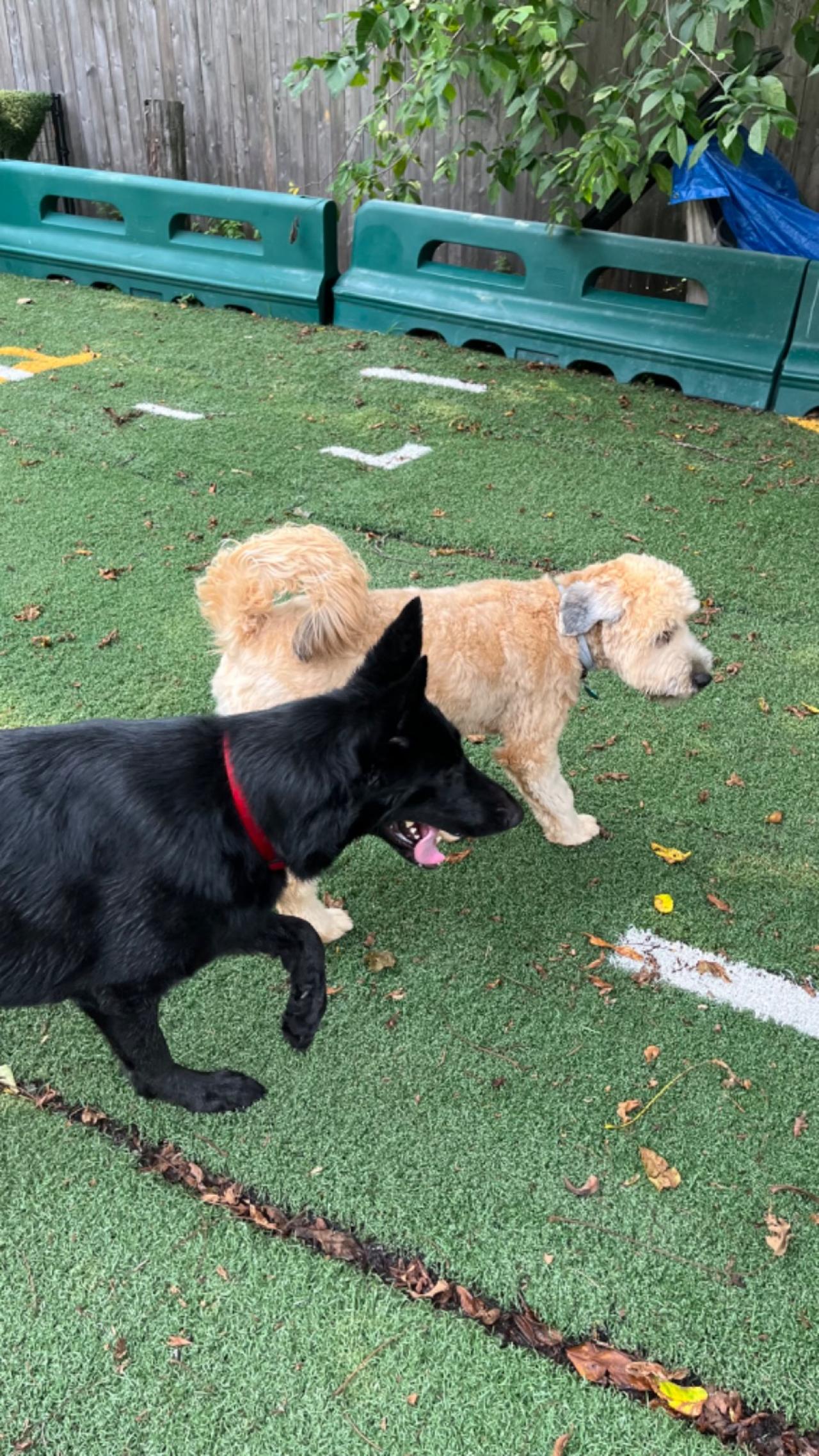 Unleashed Dog Solutions | Paw Partner