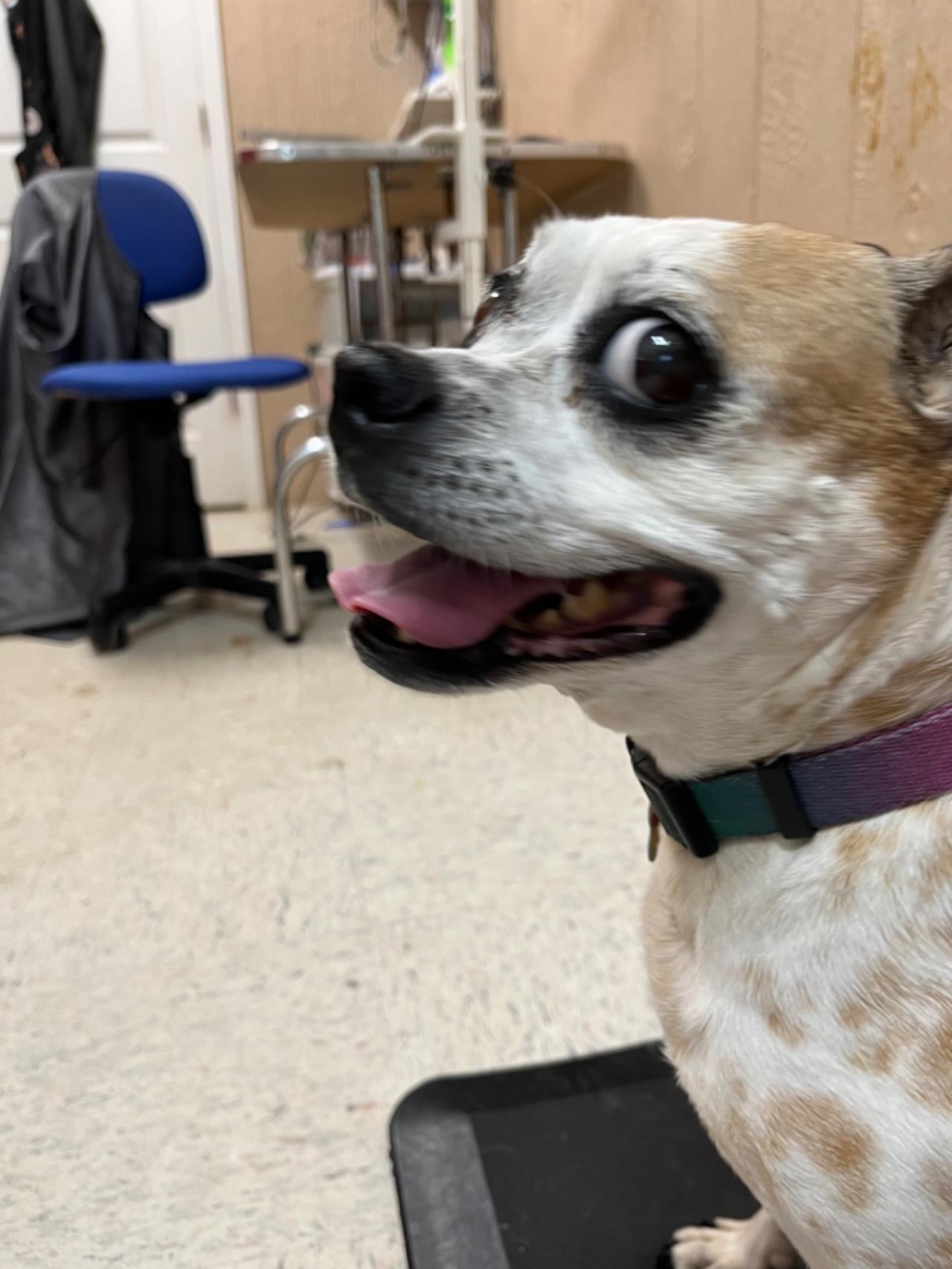 Shadowood Pet Resort | Paw Partner