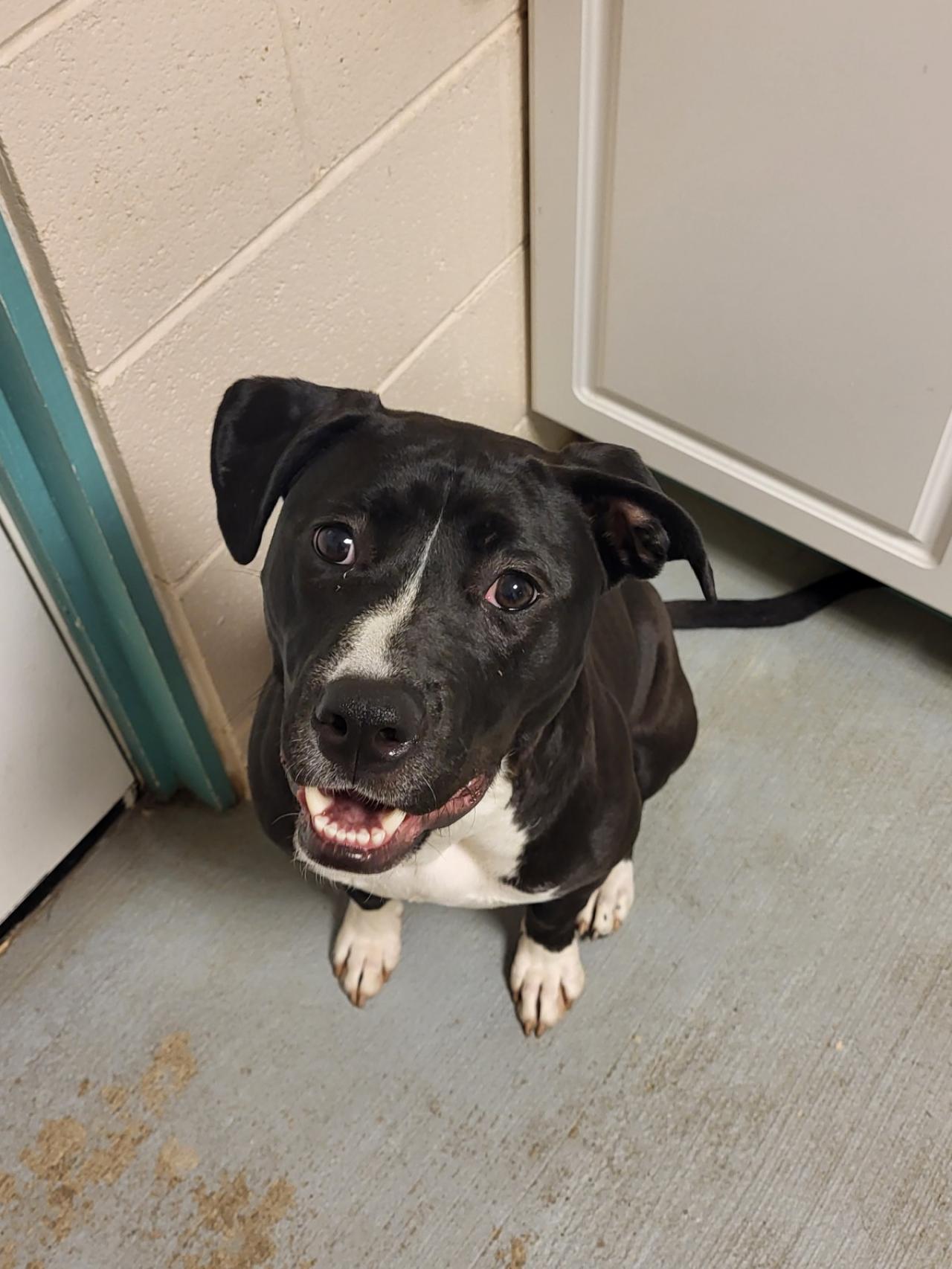 Wags And Whiskers | Paw Partner