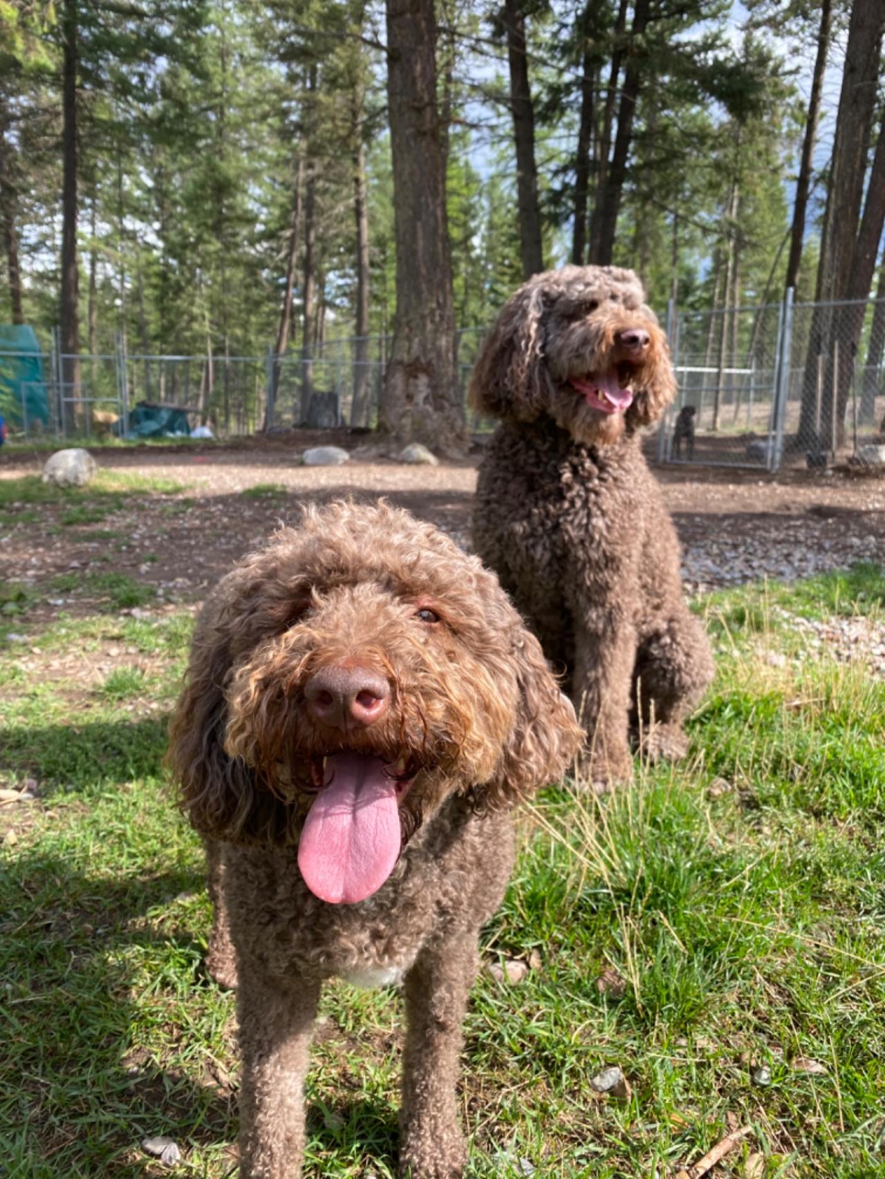 Three Dog Ranch | Paw Partner