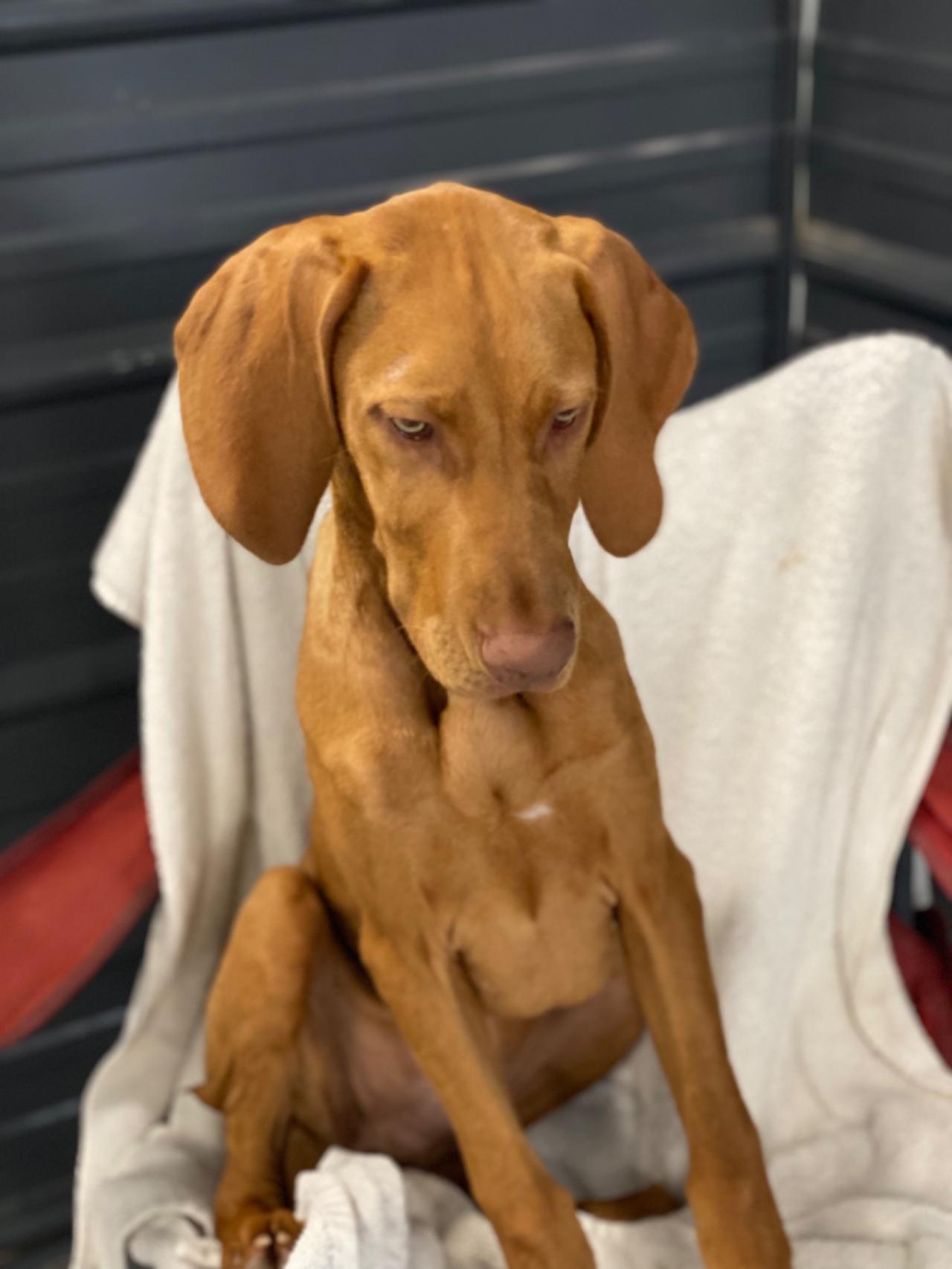 Three Dog Ranch | Paw Partner