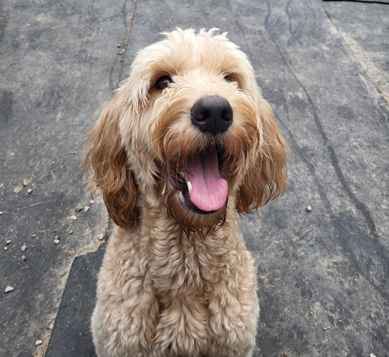 Wags And Whiskers | Paw Partner