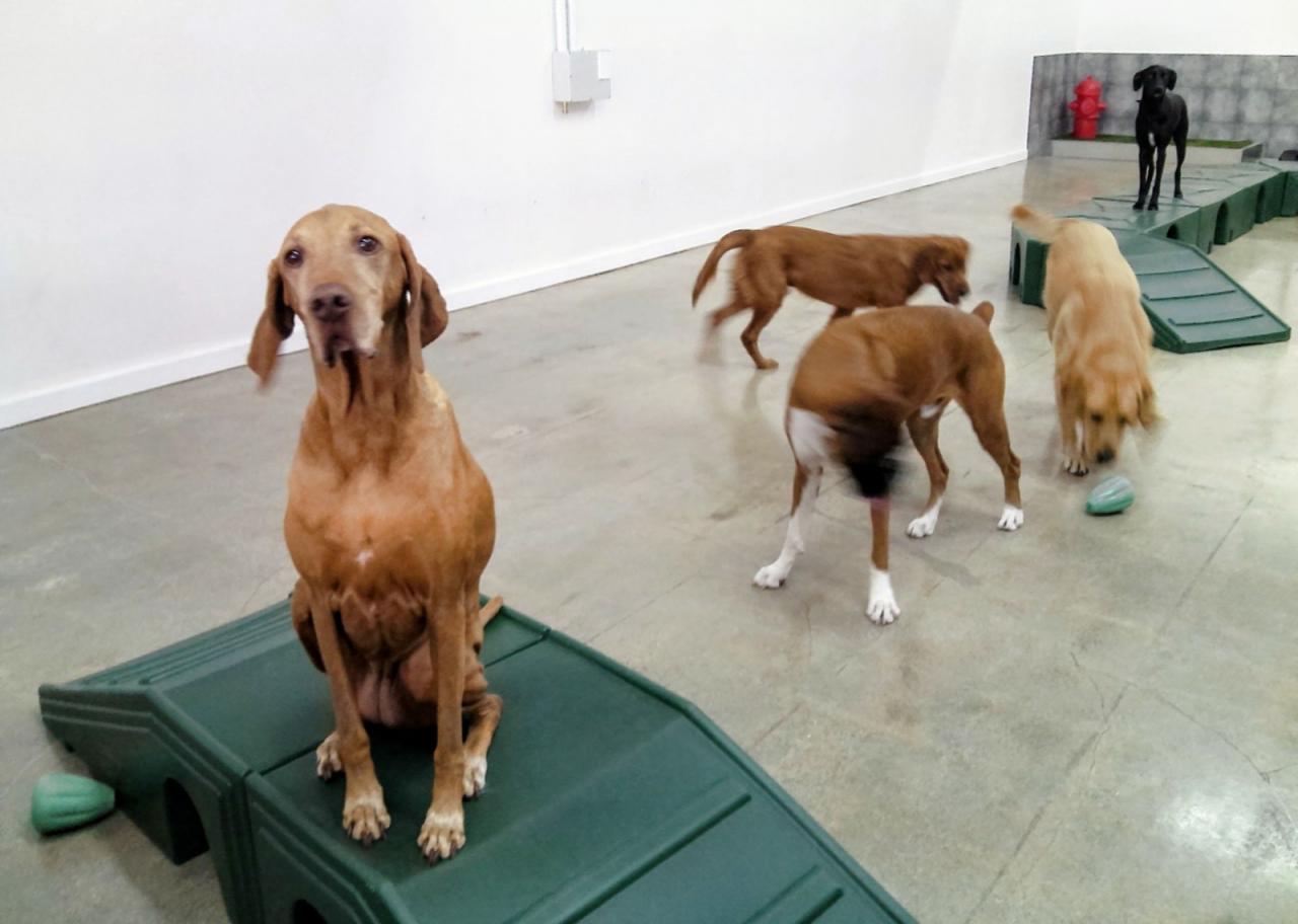 Pampered Paws Salon & Spa | Paw Partner