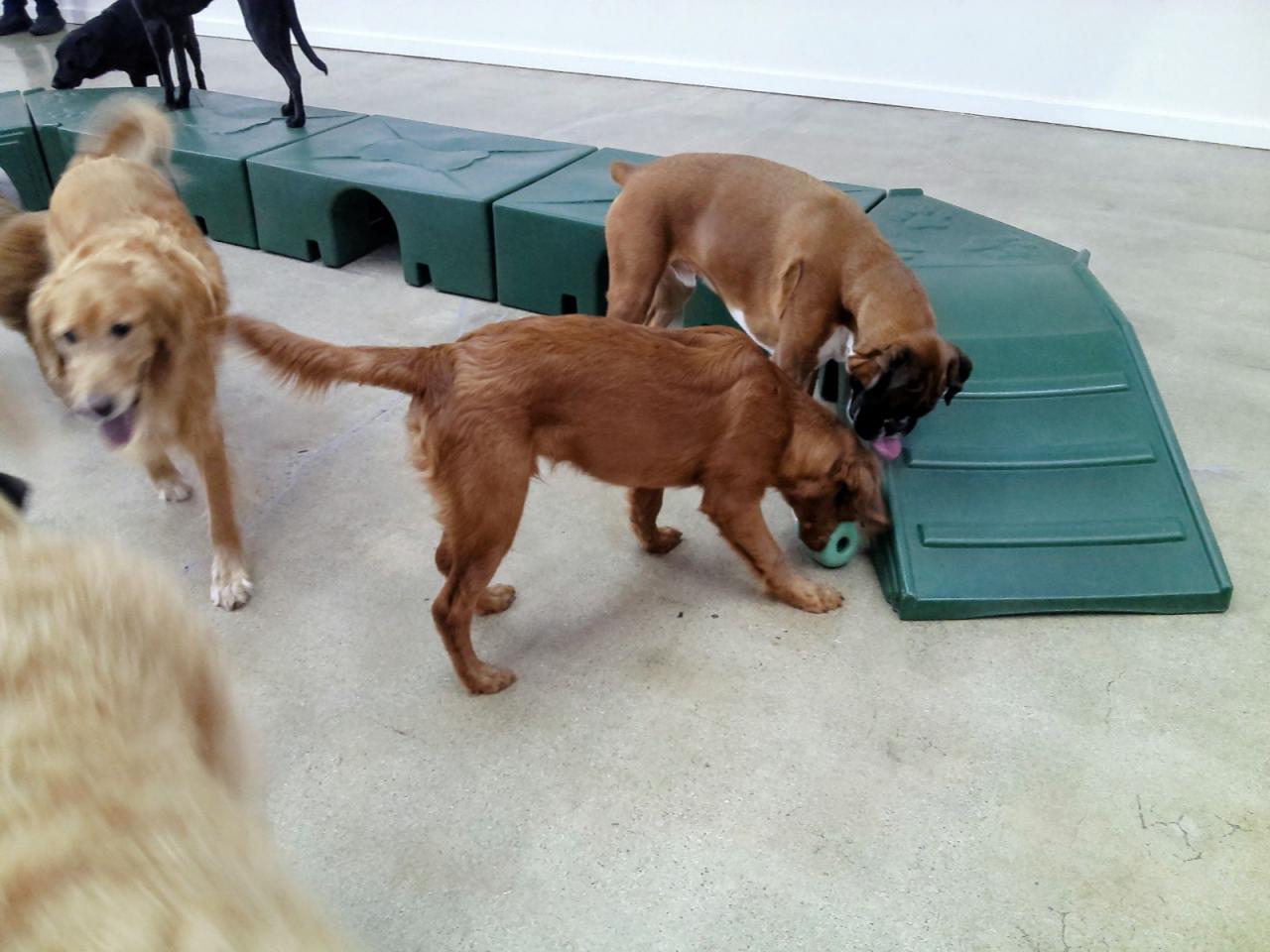 Pampered Paws Salon & Spa | Paw Partner