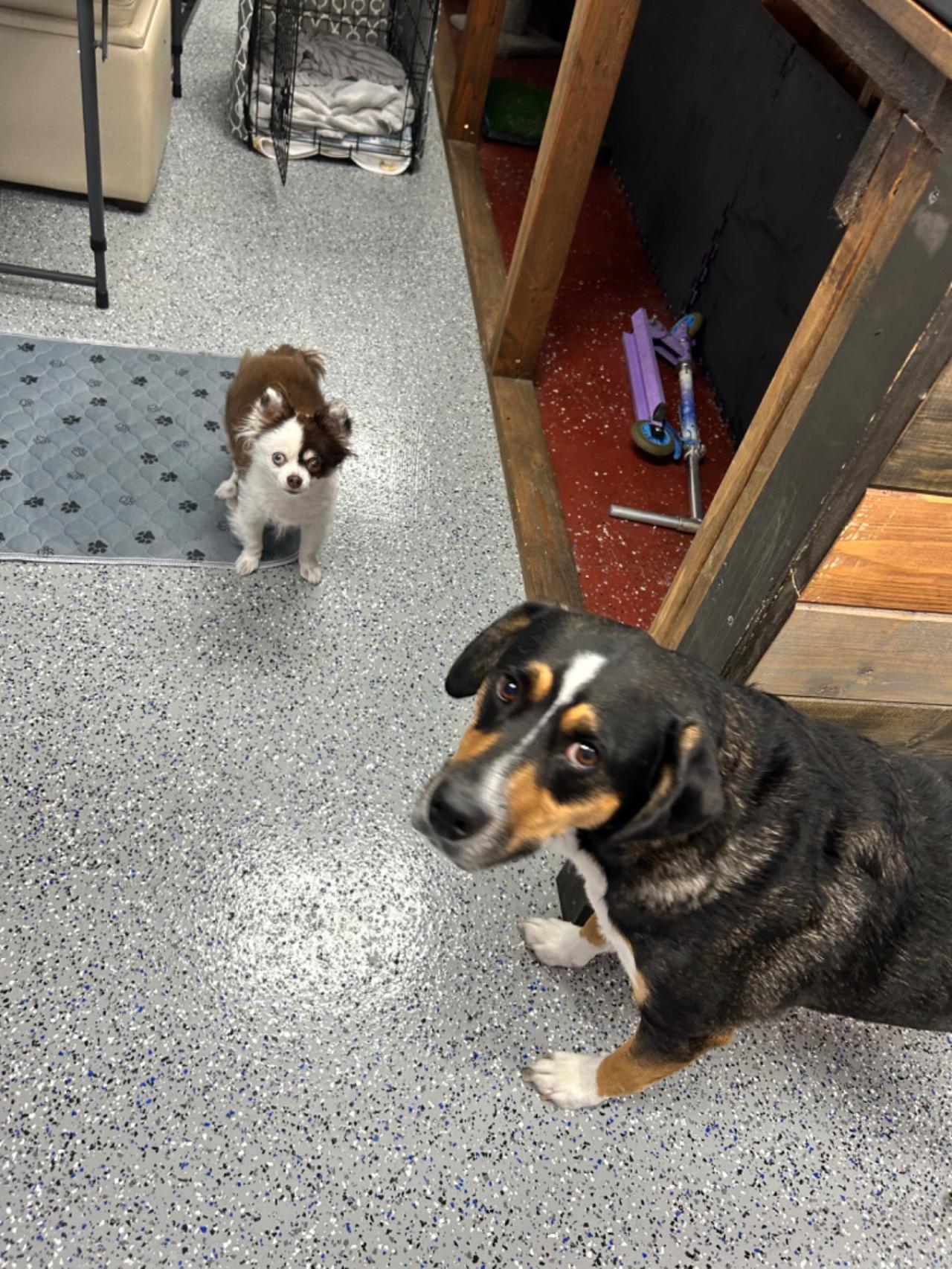 Dam Dog House | Paw Partner