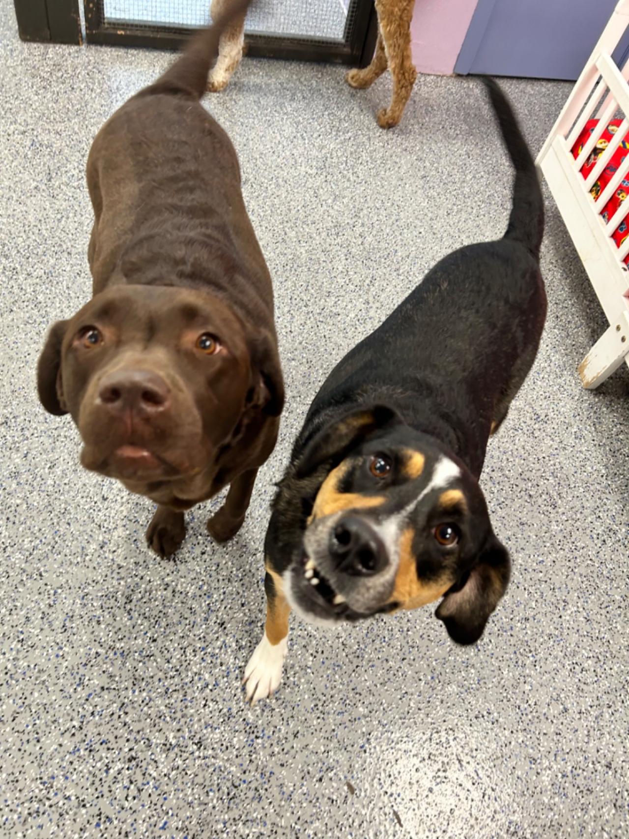 Dam Dog House | Paw Partner