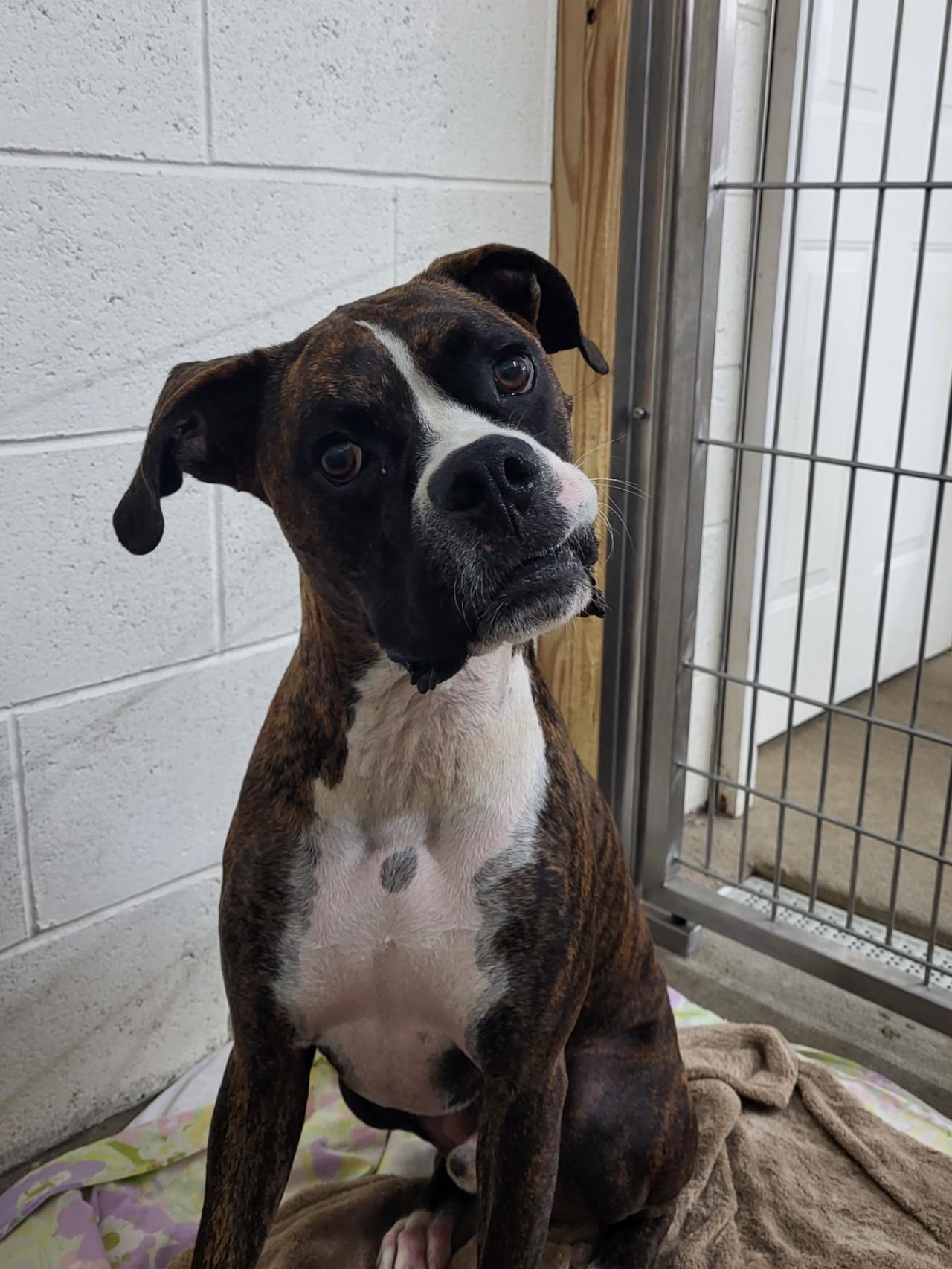 Wags And Whiskers | Paw Partner