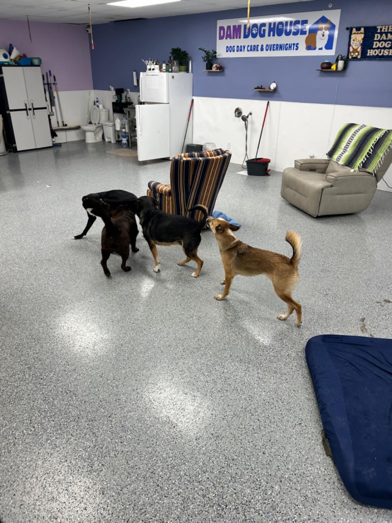 Dam Dog House | Paw Partner