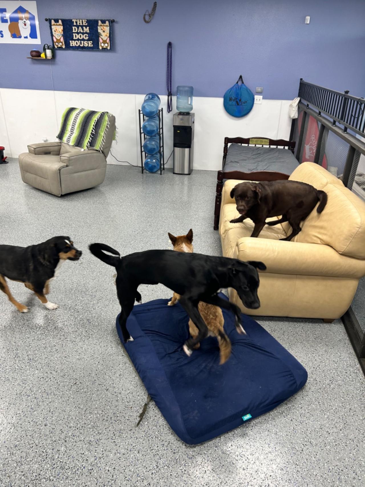 Dam Dog House | Paw Partner