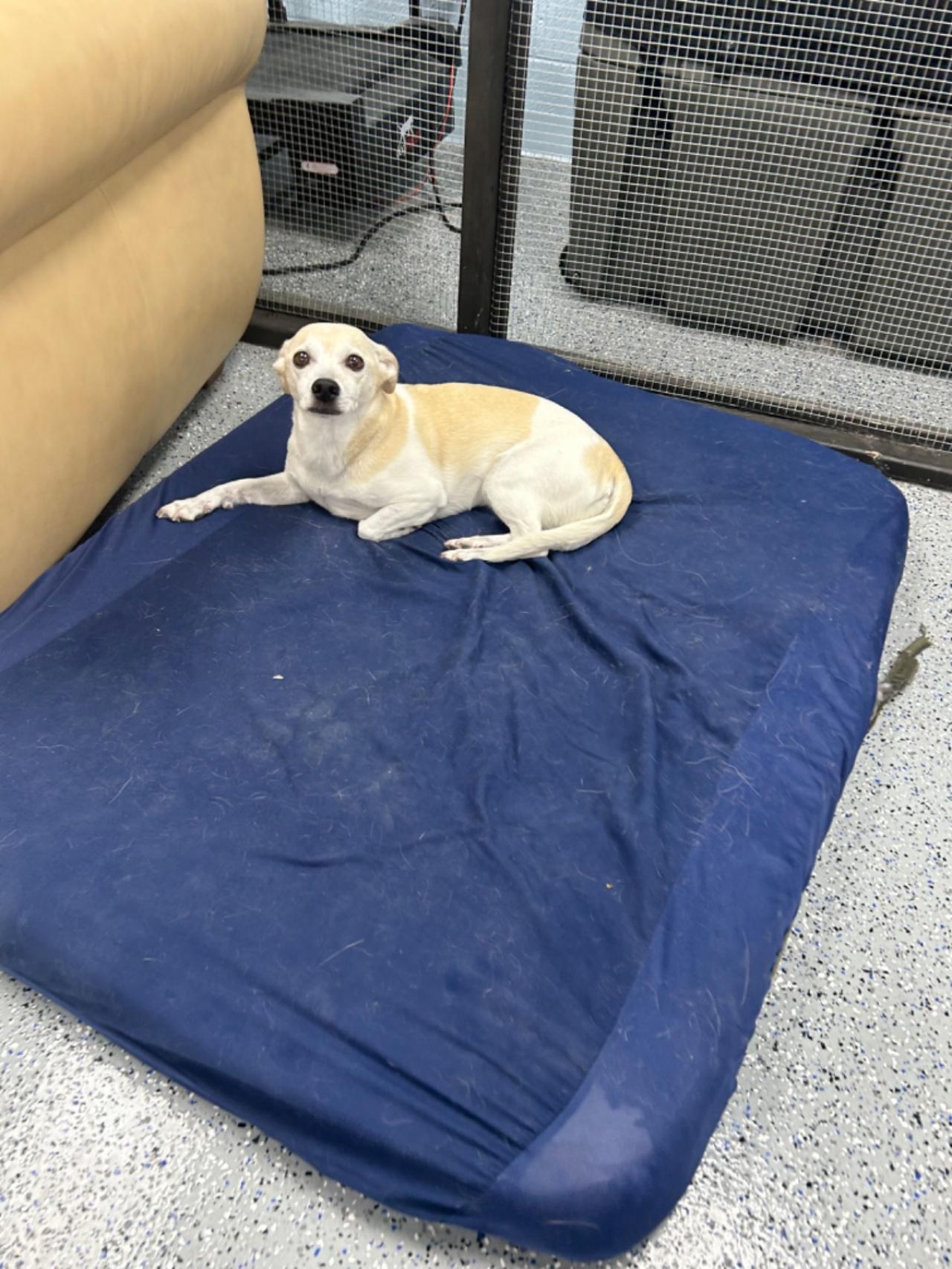 Dam Dog House | Paw Partner