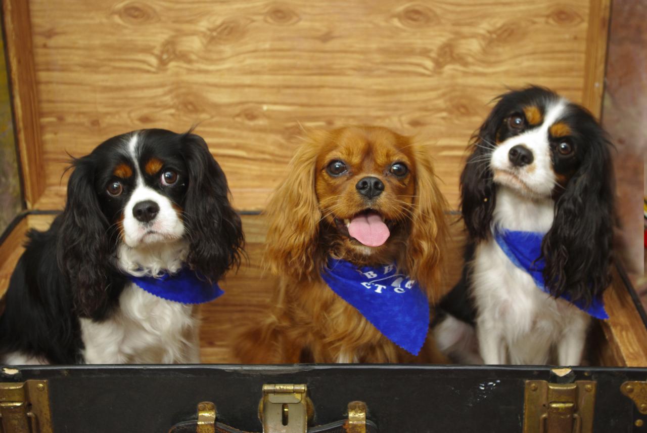 The Sculpted Paw | Paw Partner