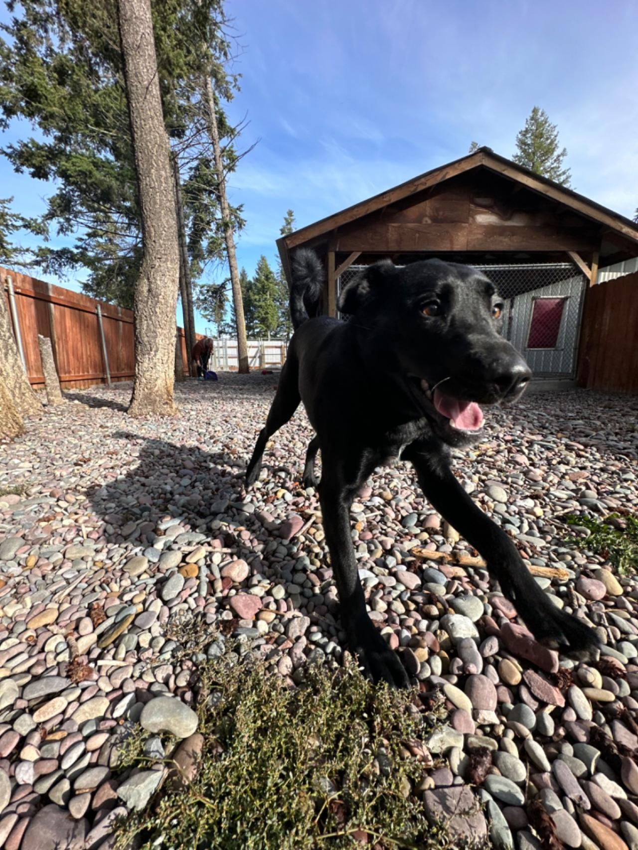 Three Dog Ranch | Paw Partner