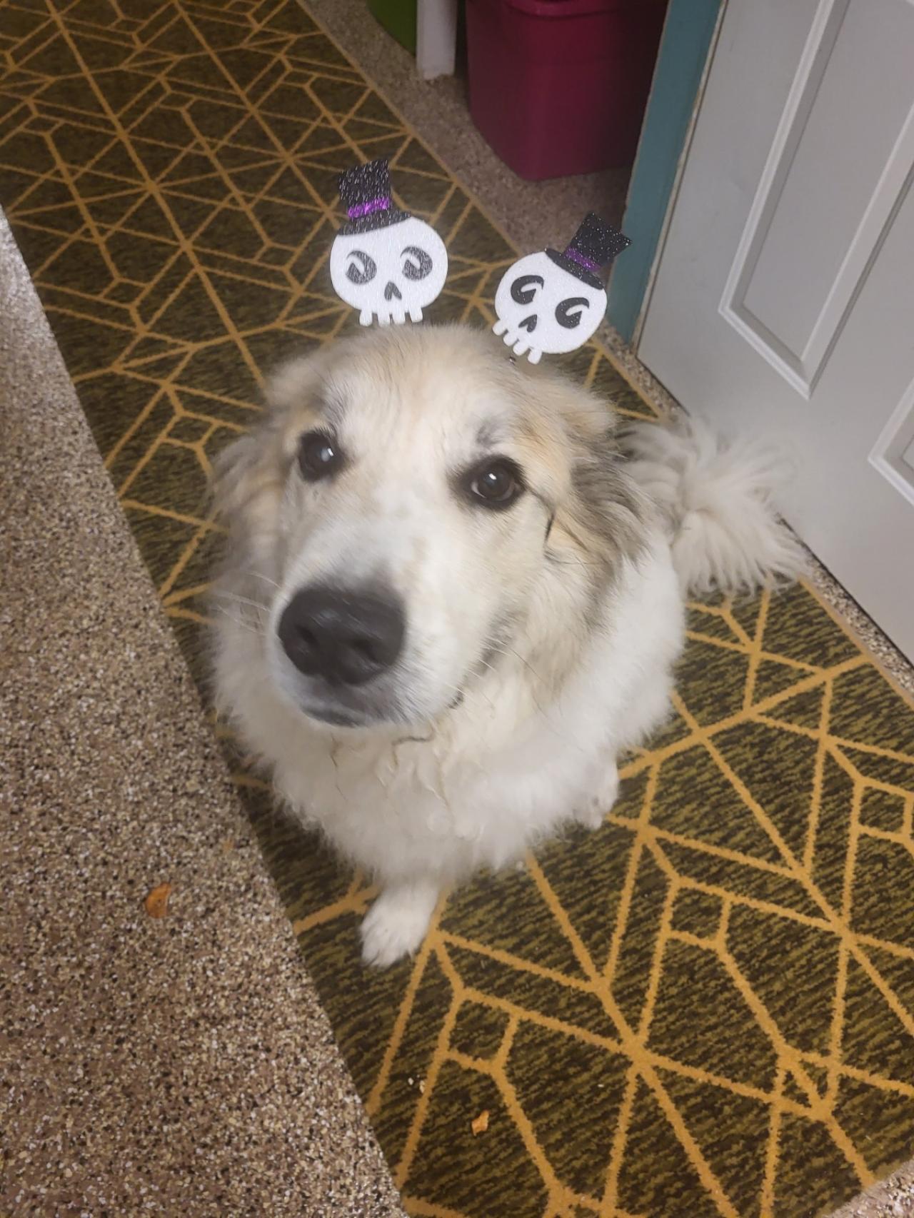 Wags And Whiskers | Paw Partner