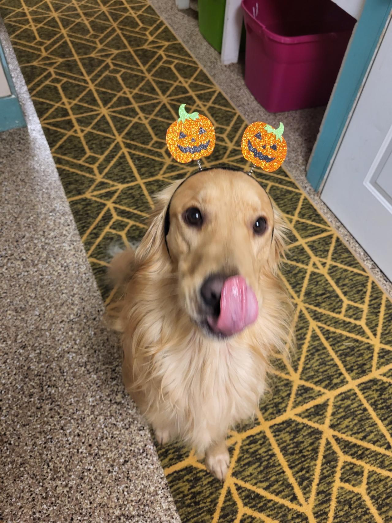 Wags And Whiskers | Paw Partner