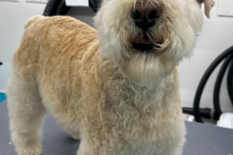 Happy Wags Lodge & Spa & Mobile Grooming | Paw Partner