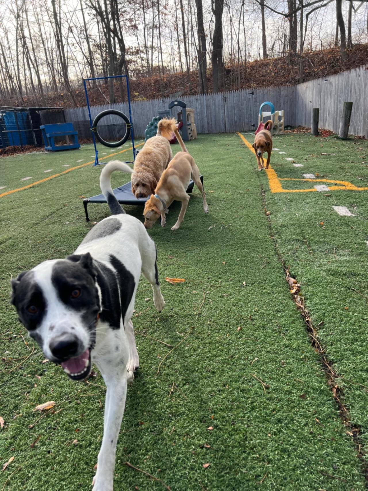 Unleashed Dog Solutions | Paw Partner