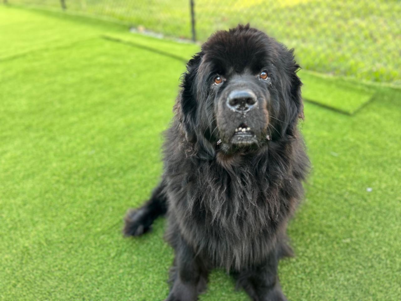 Wags And Whiskers | Paw Partner