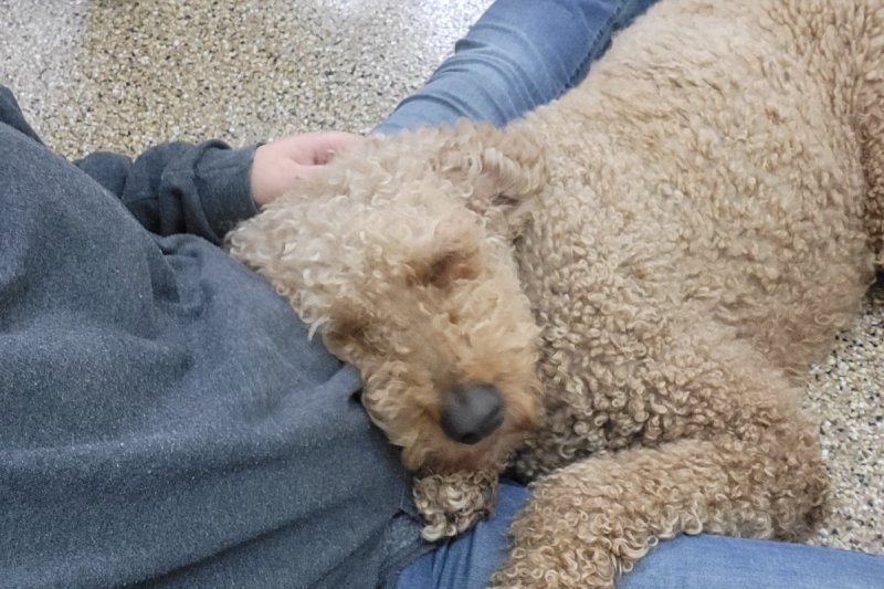 Wags And Whiskers | Paw Partner