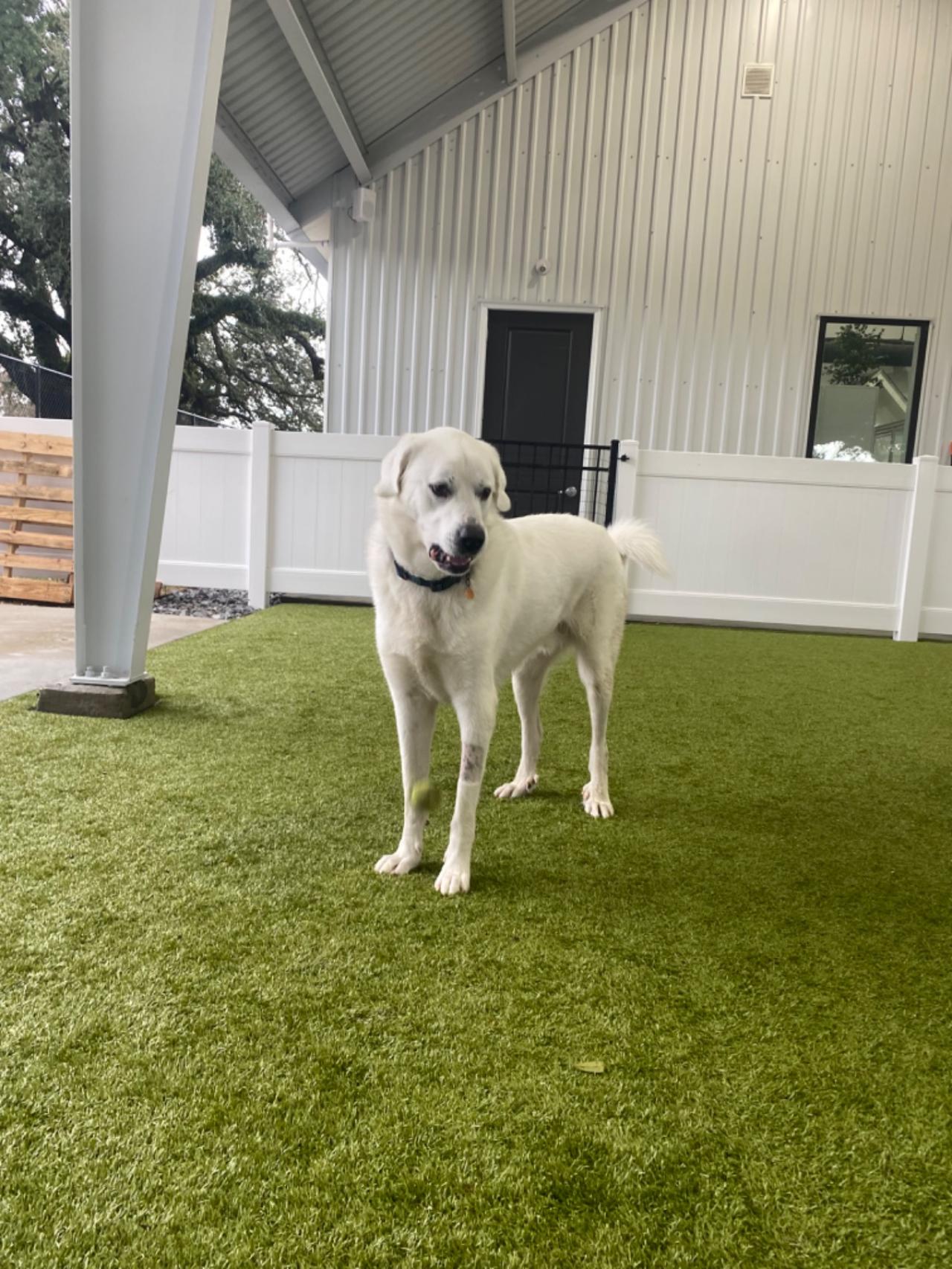 The Lodge Pet Resort | Paw Partner