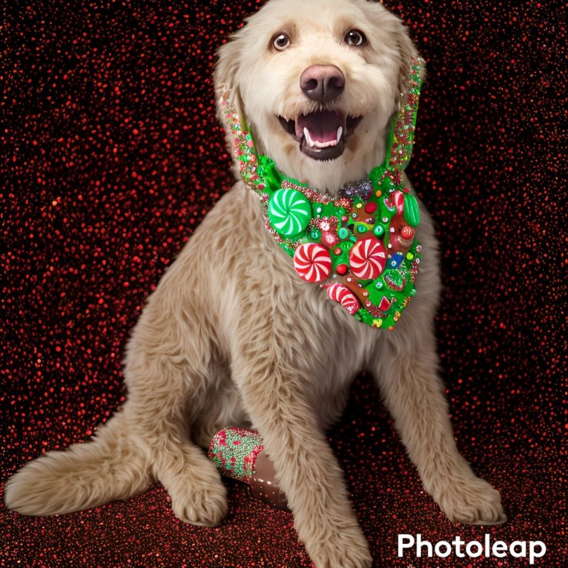 Orchard Park Pet Spa | Paw Partner