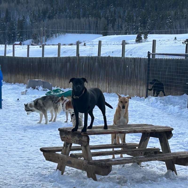 Oh Be Dogful Pet Ranch | Paw Partner