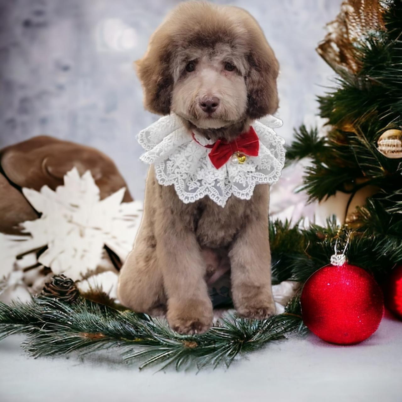 Bowser's Bath & Fluff'd Grooming | Paw Partner