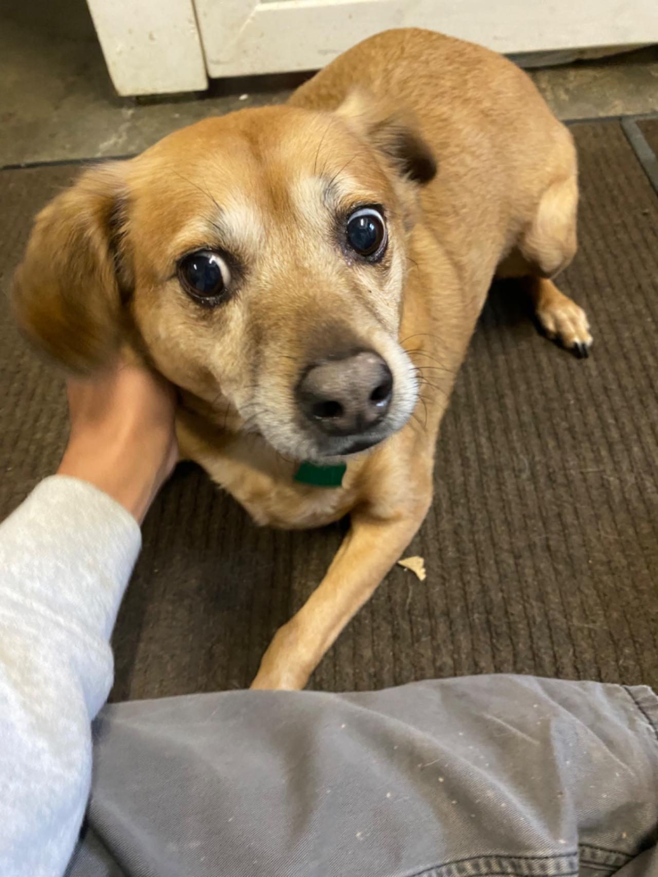 Shadowood Pet Resort | Paw Partner