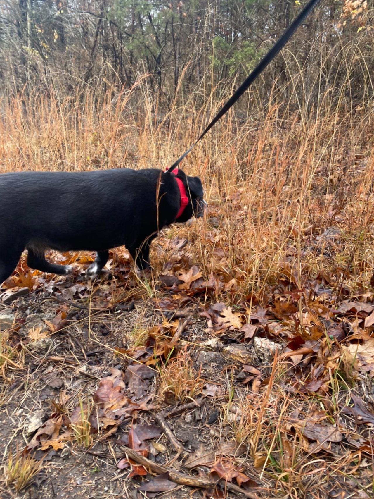 Shadowood Pet Resort | Paw Partner