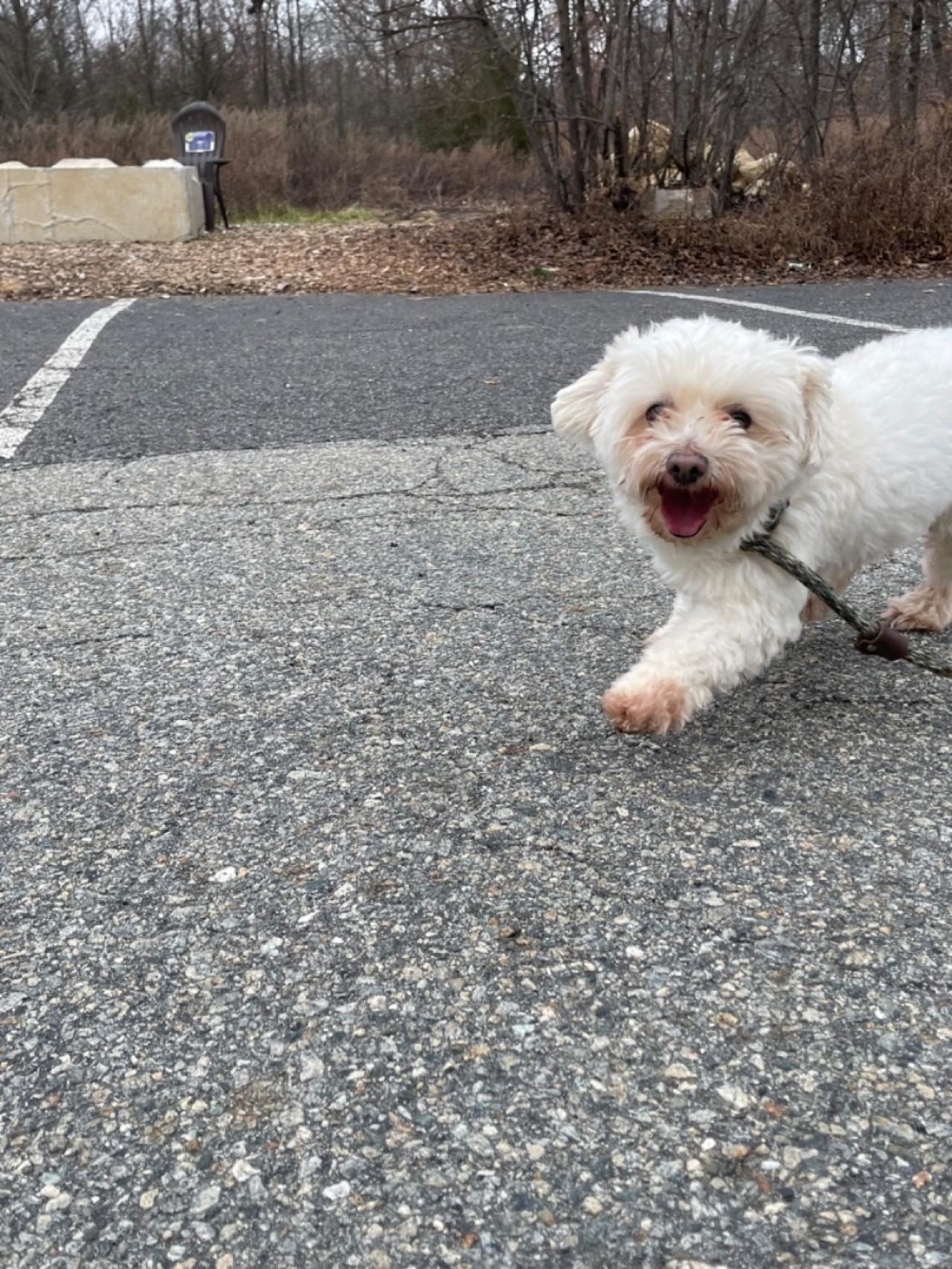 The Spotted Dog | Paw Partner