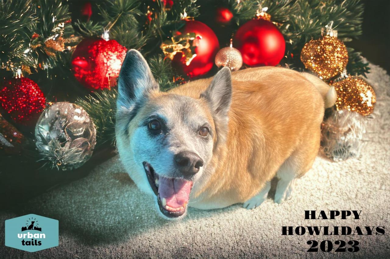 Urban Tails | Paw Partner