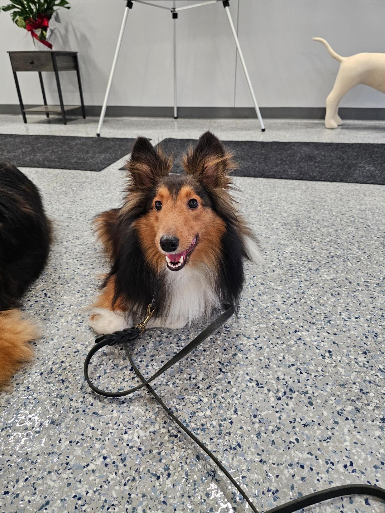 Paws & Beyond LLC | Paw Partner