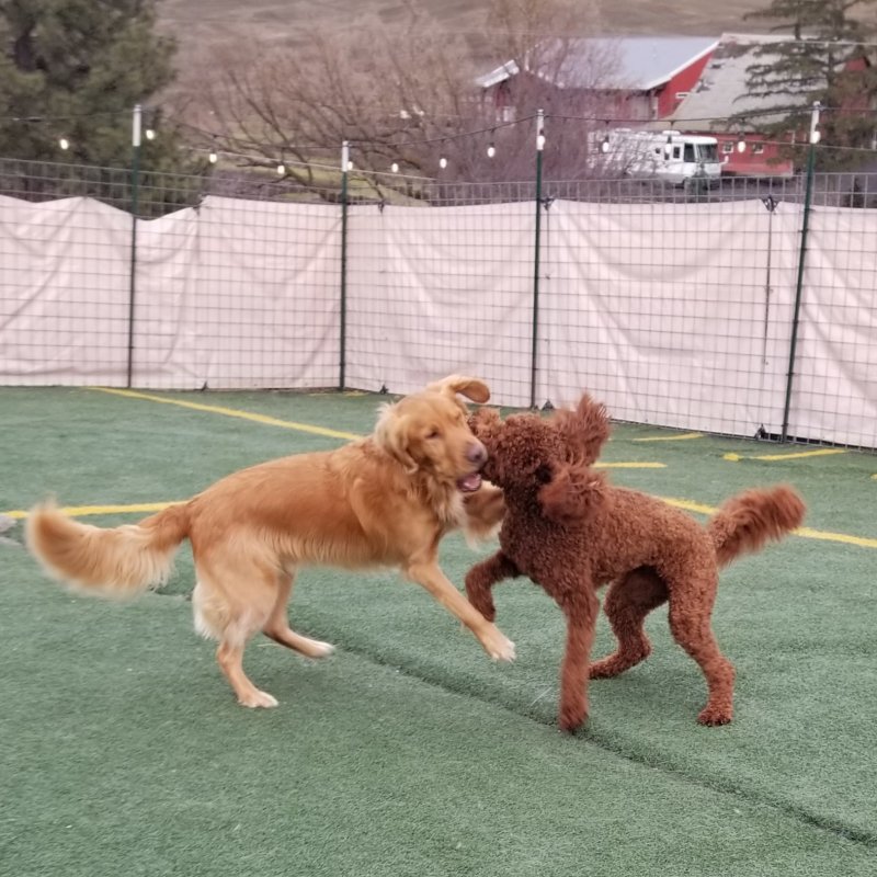 Palouse Pooch Playground | Paw Partner