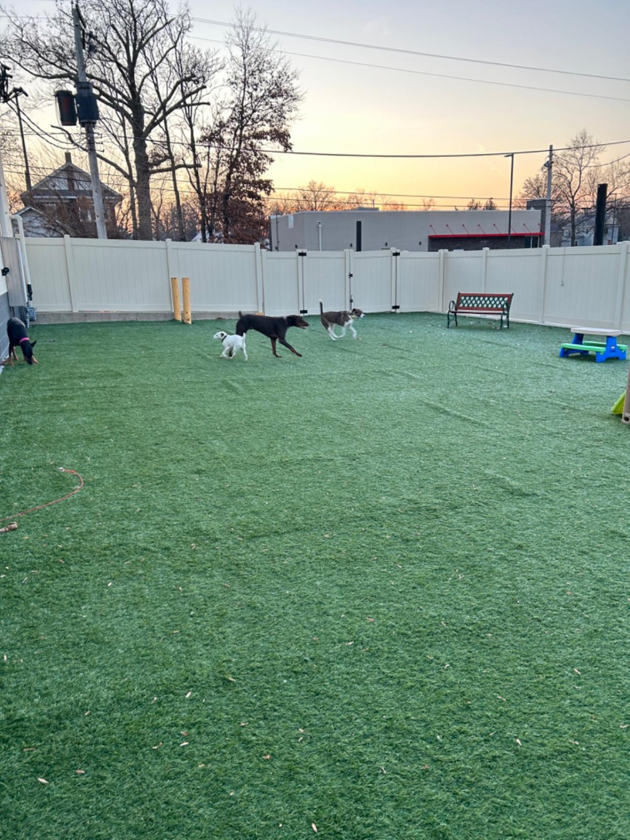 The Barking Lot | Paw Partner