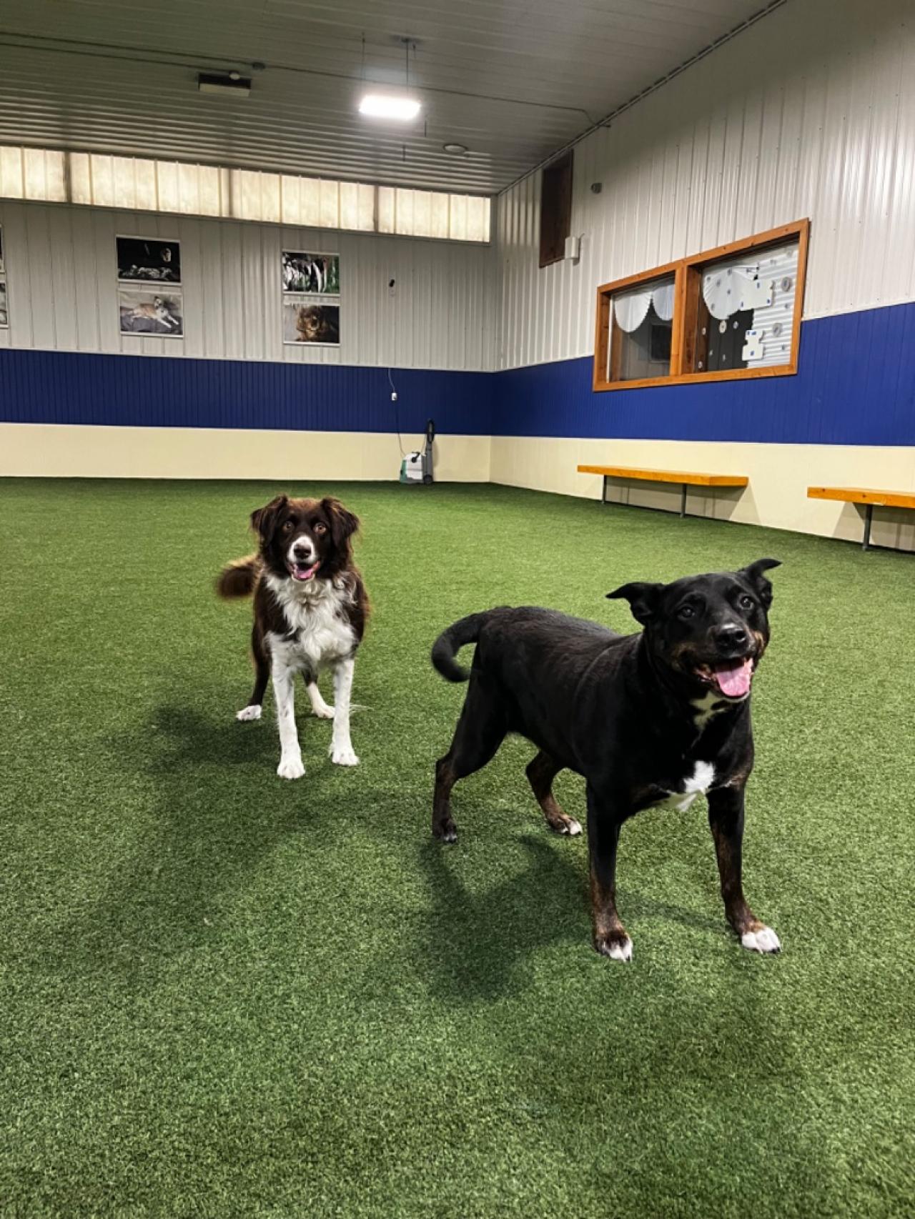 Club k9 At The Ranch | Paw Partner