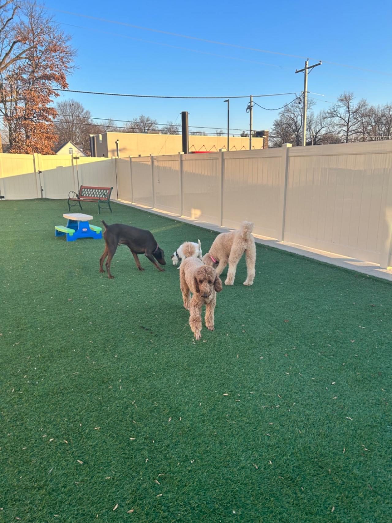 The Barking Lot | Paw Partner