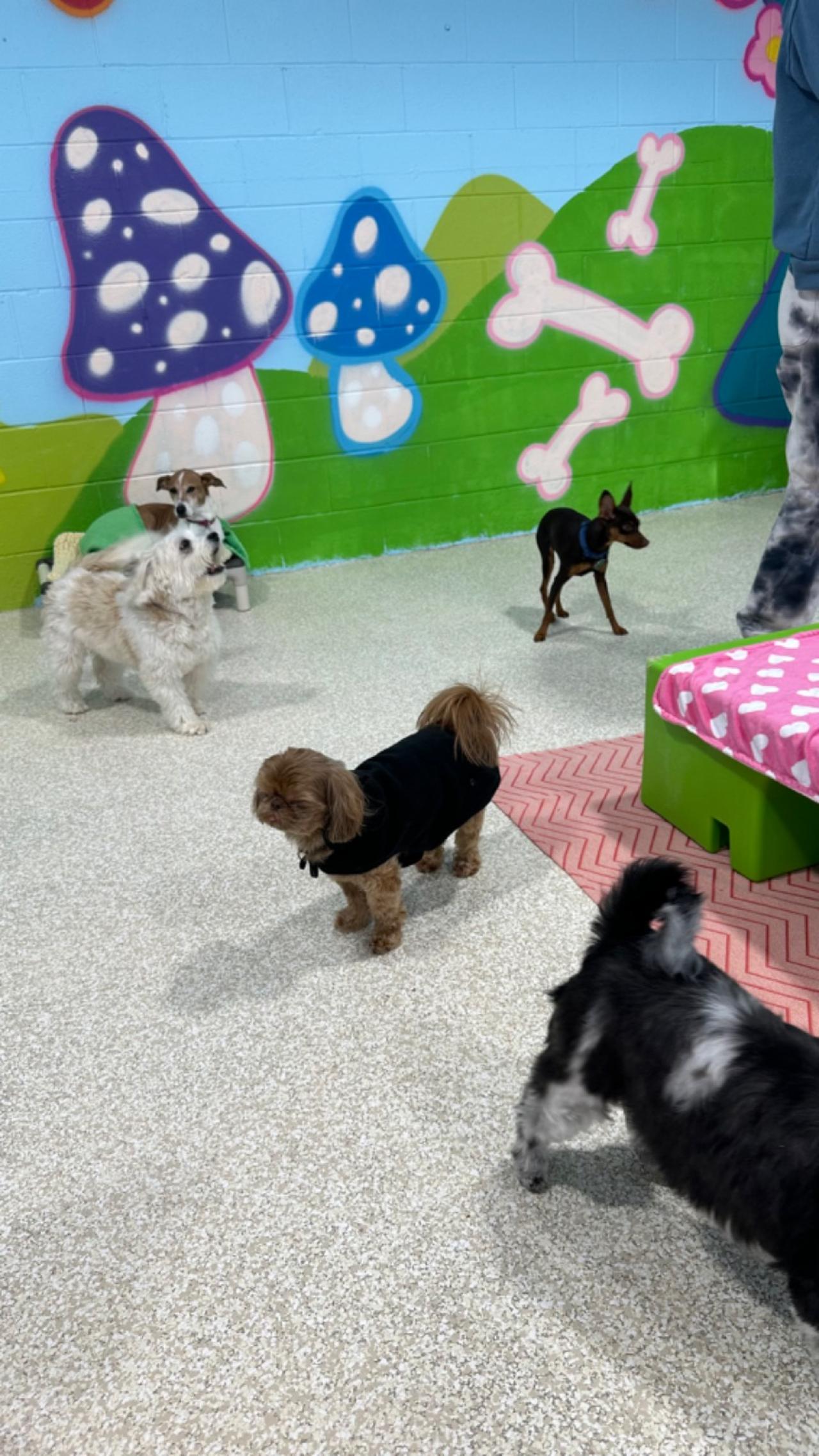 Wee Little Paws Inn - Crystal Lake | Paw Partner