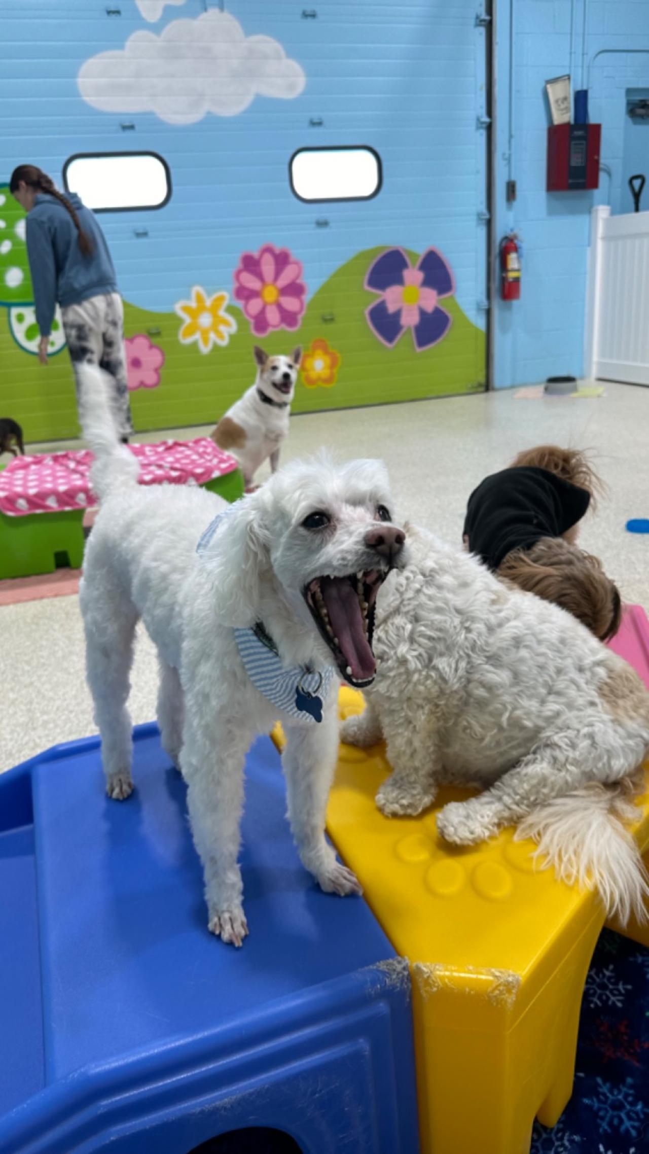 Wee Little Paws Inn - Crystal Lake | Paw Partner