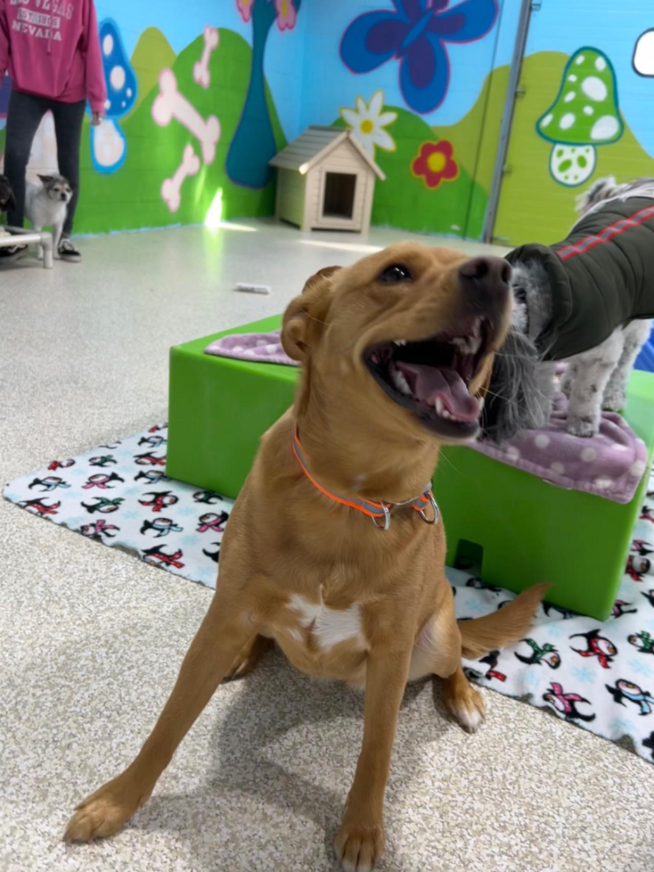 Wee Little Paws Inn - Crystal Lake | Paw Partner