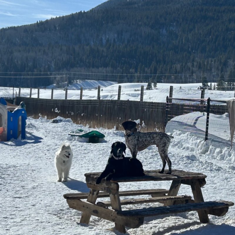 Oh Be Dogful Pet Ranch | Paw Partner