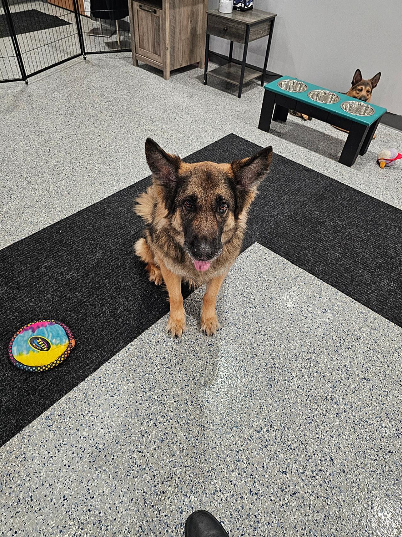 Paws & Beyond LLC | Paw Partner