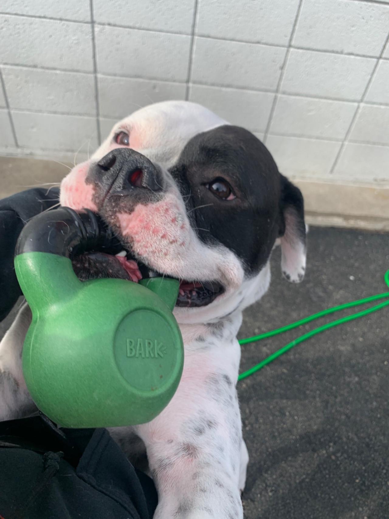 Uncle Fredie's House Of Pets | Paw Partner