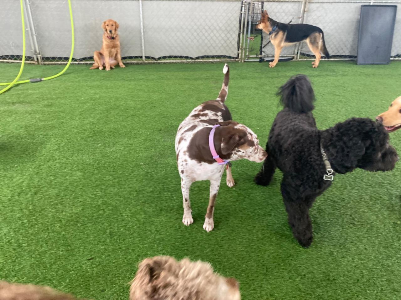 Rainier Dog Resort & Spa | Paw Partner