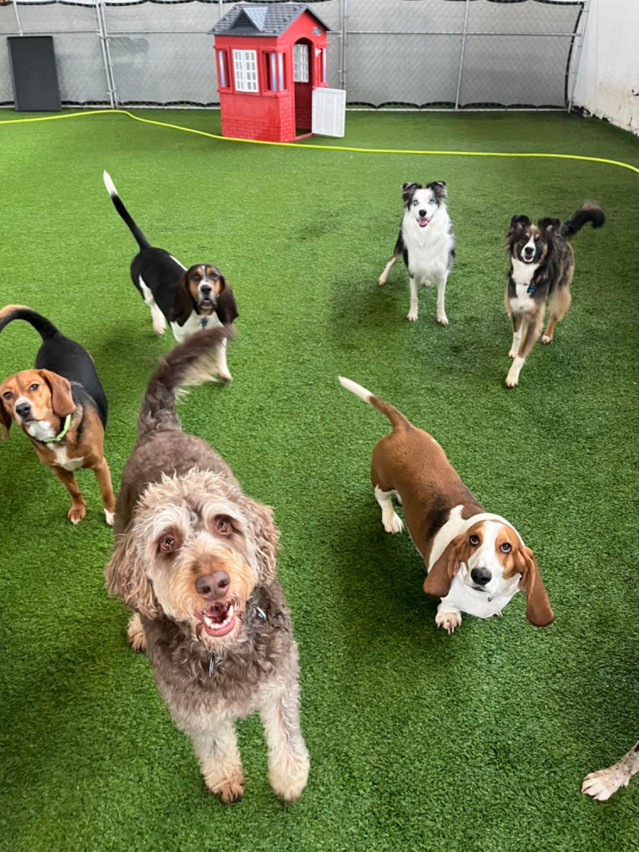 Rainier Dog Resort & Spa | Paw Partner